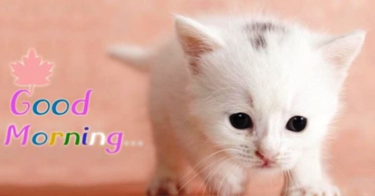 73 Wonderful Good Morning Cat Images