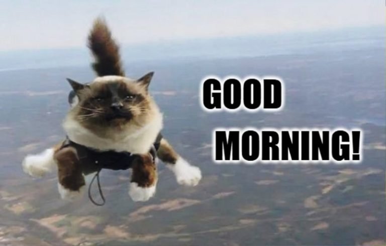 73 Wonderful Good Morning Cat Images