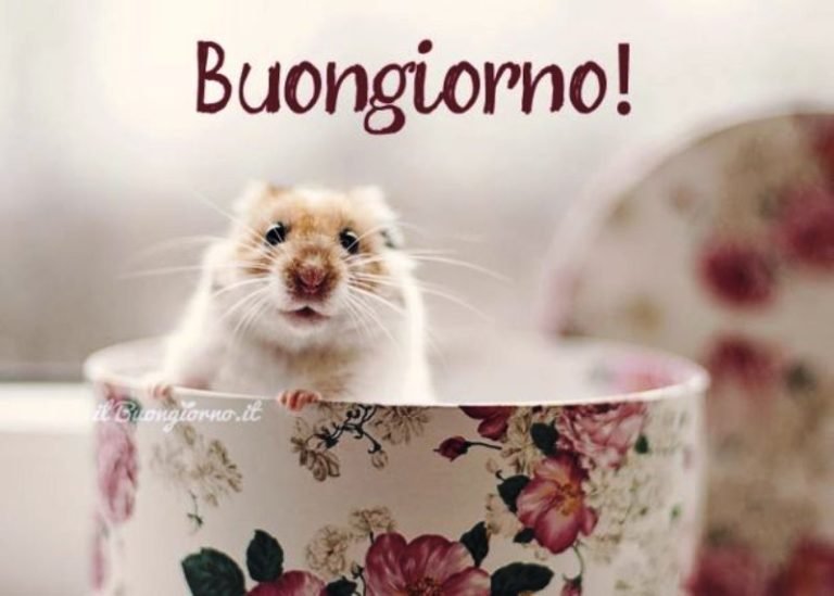 33 Great Good Morning In Italian Pics