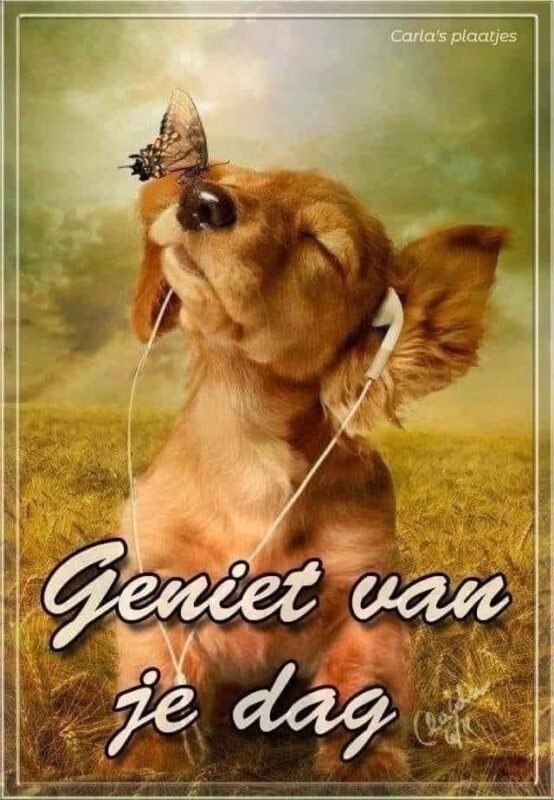 50+ Good Morning Dutch Images & Wishes
