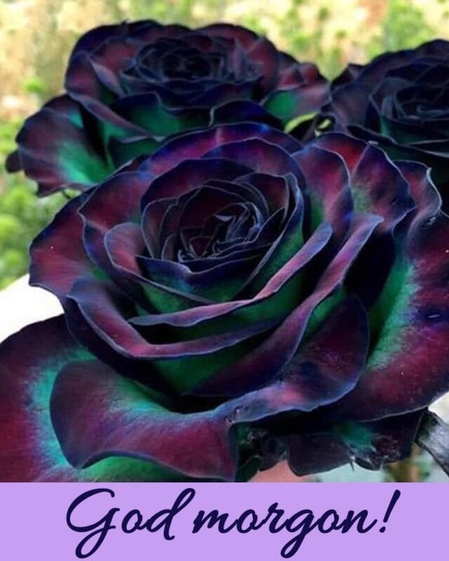 75+ A Swedish Good Morning Greetings & Wishes