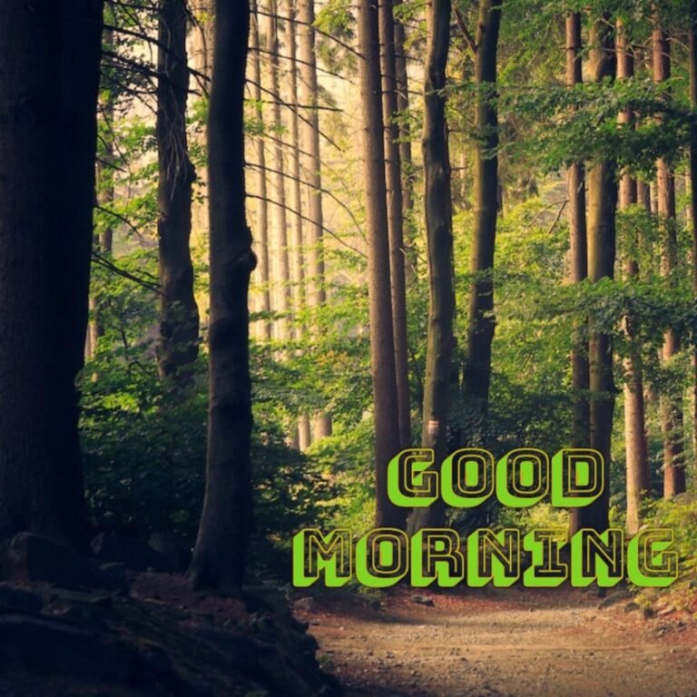 30+ Good Morning Forest Images