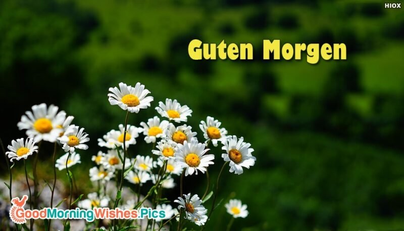 80+ Good Morning German Images & Wishes