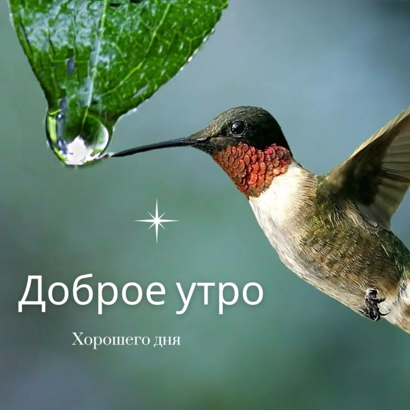 50+ Good Morning Russian Images & Wishes