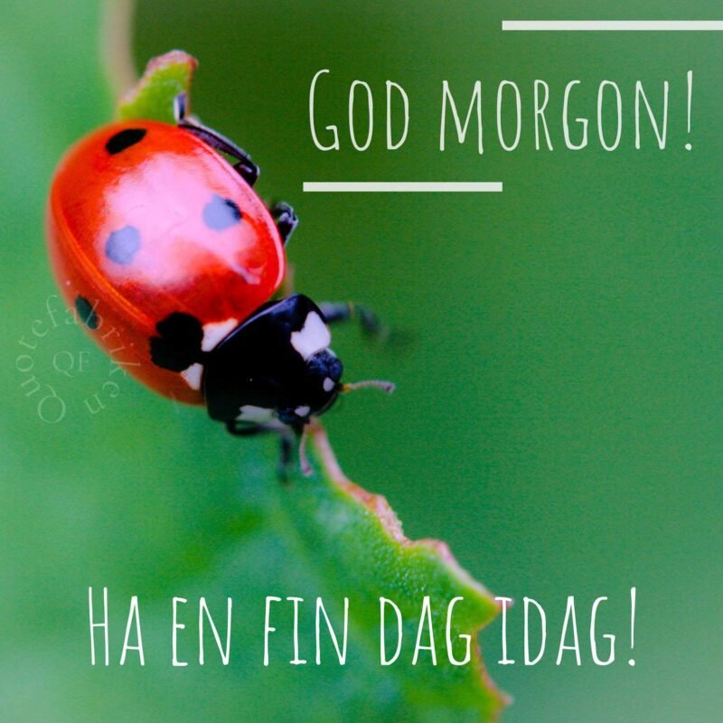 75+ A Swedish Good Morning Greetings & Wishes